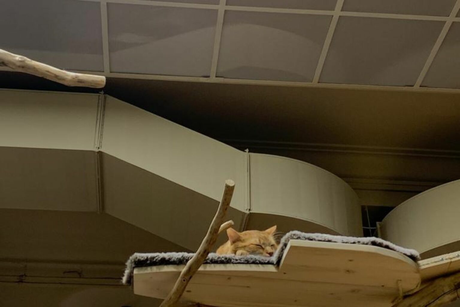 Top 7 Cat Cafés across Czechia - Cats and Chill!