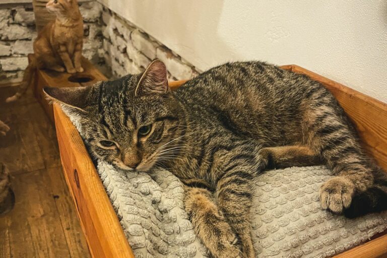 Top 7 Cat Cafés across Czechia - Cats and Chill!