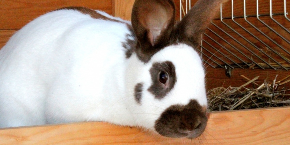Where to Find Animals in the City Center of Brno?