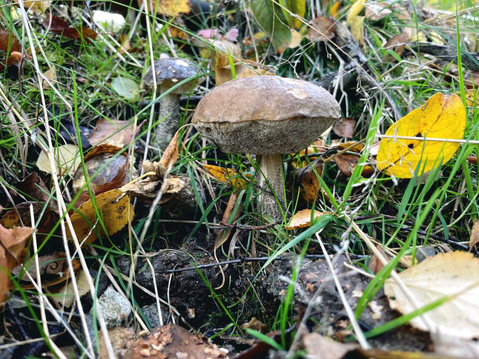 Mushroom Hunting in the Czech Republic: A Beloved Tradition